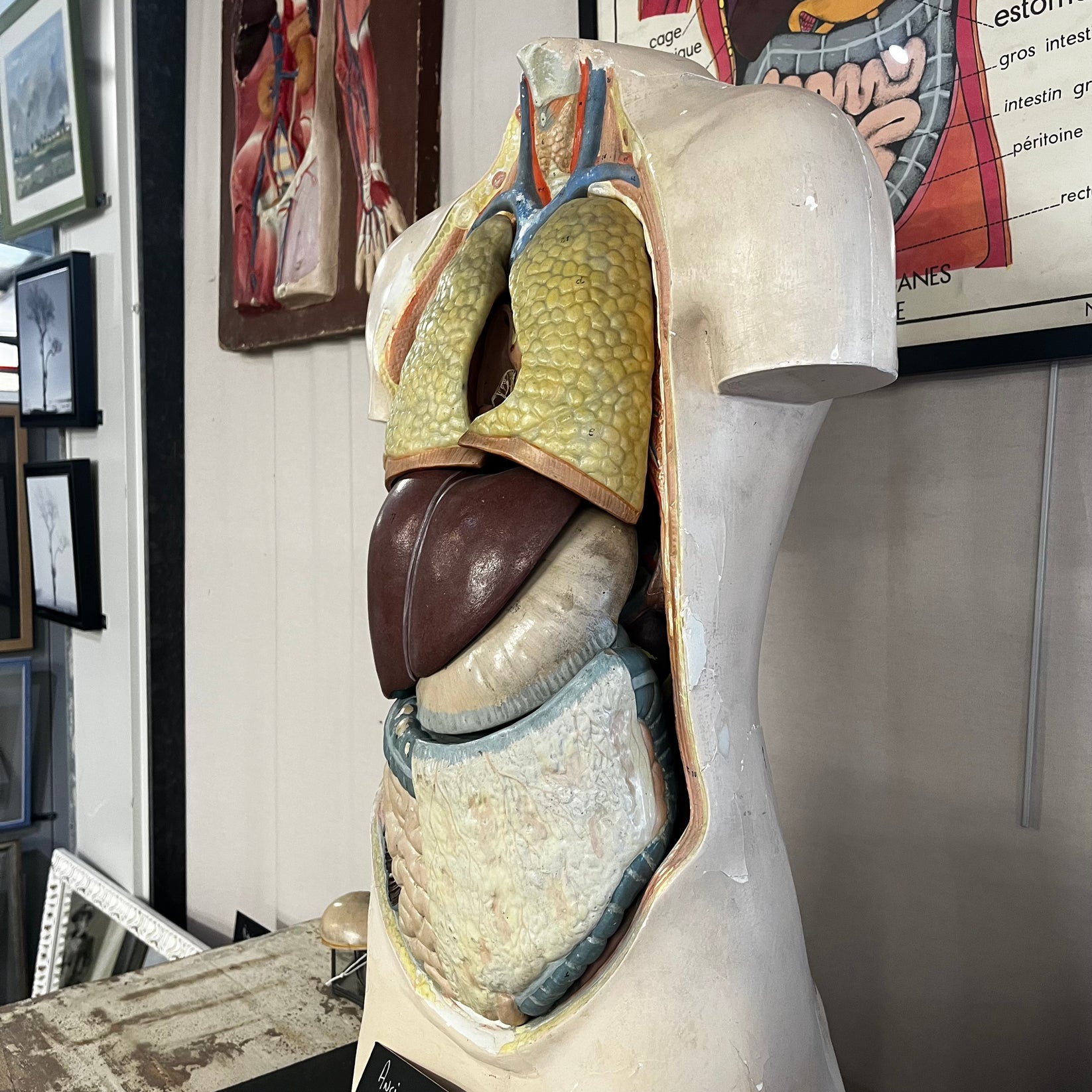 Ecorché Anatomique – L'Atelier du Cadre